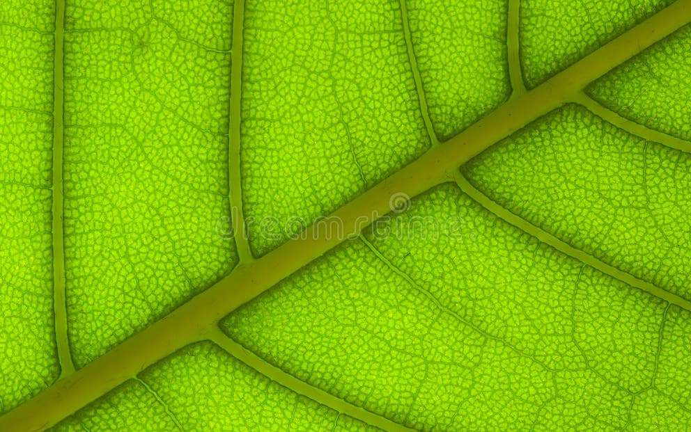 Leaf structure 1 stock photo. Image of plant, fresh, texture - 9051300