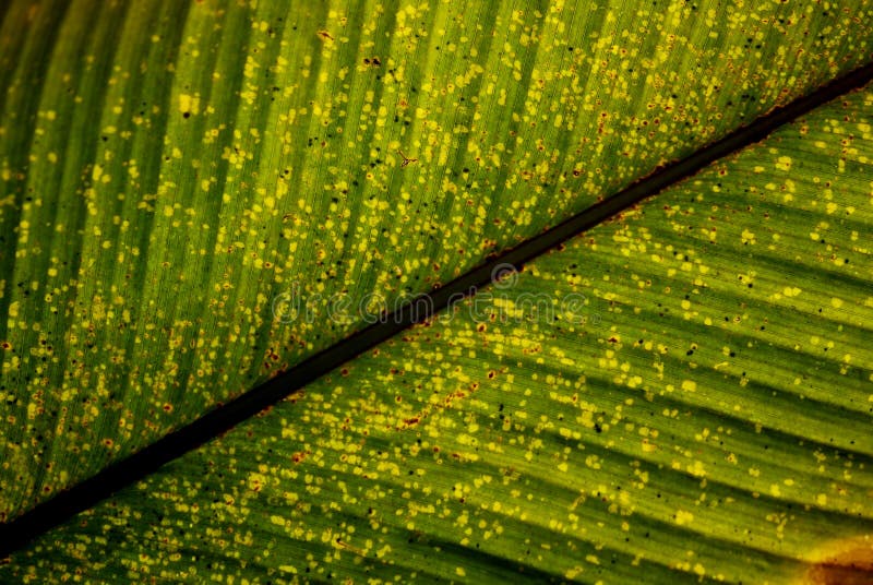 Leaf Structure Picture. Image: 1929154