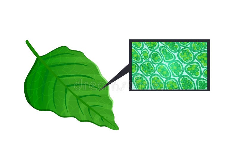 Leaf Structure Diagram Composition Stock Vector - Illustration of ...