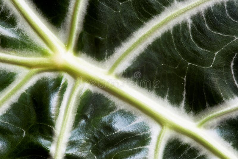 Inside Leaf stock image. Image of detail, nature, rusty - 313427