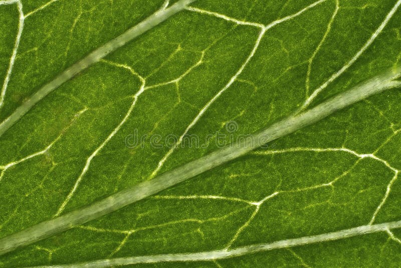 Leaf structure stock image. Image of leaves, botany, health - 43436787