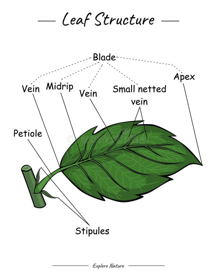 Leaf Structure. Part of Leaf Stock Vector - Illustration of scientific ...