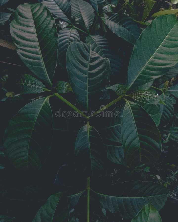 Leaf Structure stock photo. Image of plant, growth, botanical - 255732660