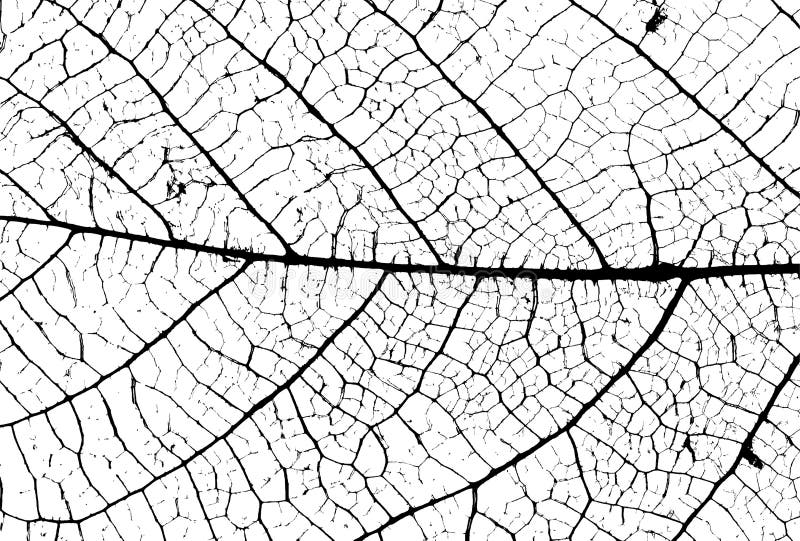 Leaf Structure Skeleton with Veins Vector Grunge Background Stock ...