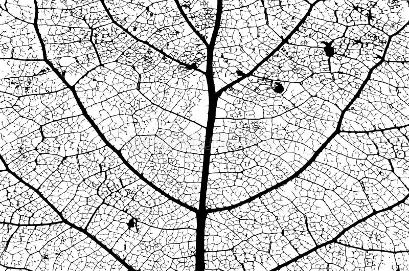 Leaf Structure Skeleton with Veins Vector Grunge Background Stock ...