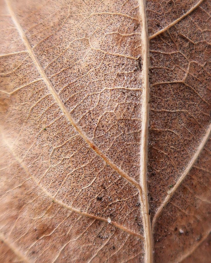 Leaf strukture stock image. Image of close, leaf, brown - 114817425