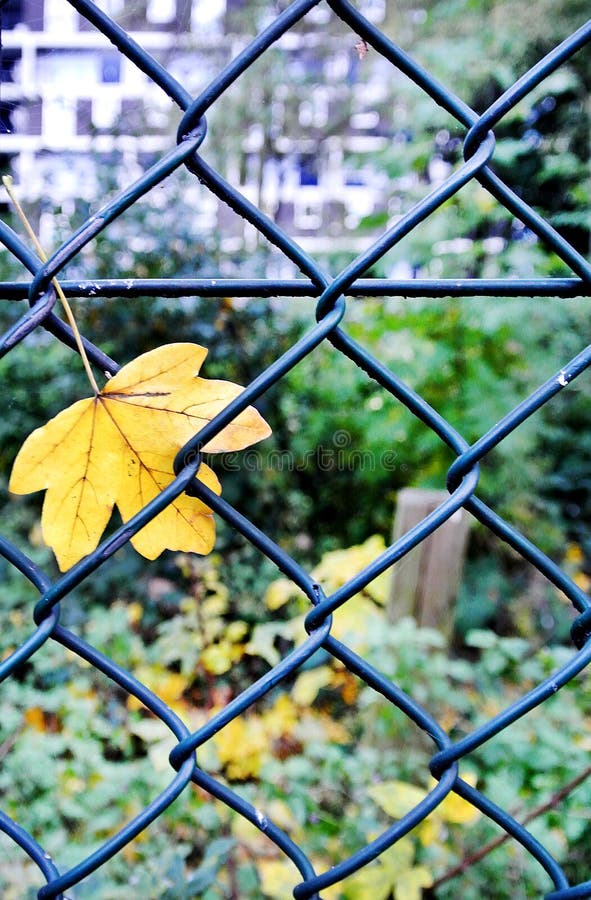 Leaf stuck in wire mesh stock photo. Image of fall, autumn - 109506454