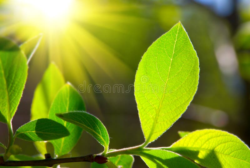 Leaf and sun stock photo. Image of garden, close, background - 8802940