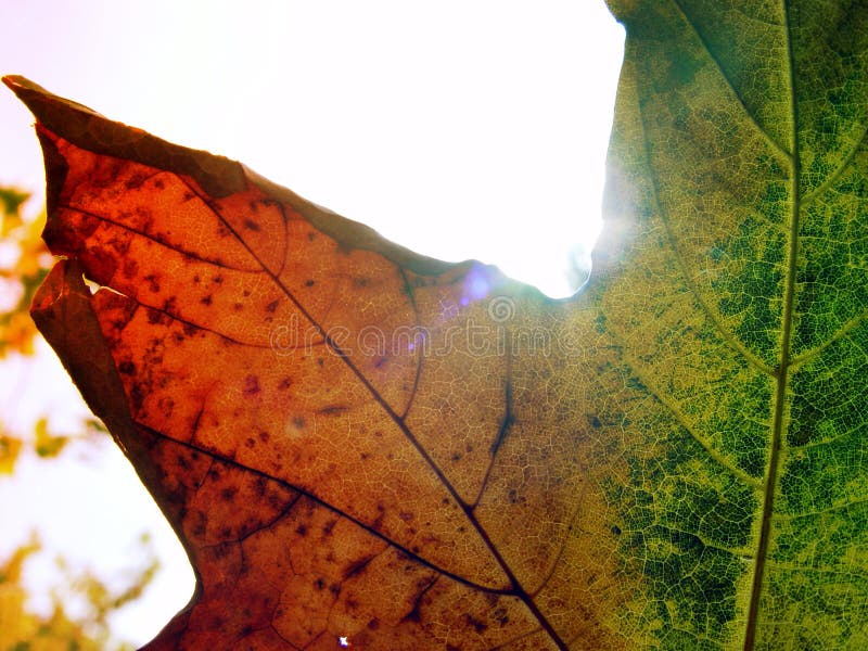 Leaf in sun stock image. Image of macro, green, sheet, autumn - 311727
