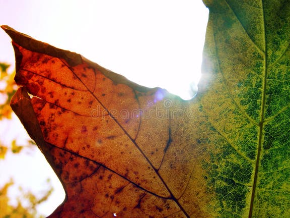 Leaf in sun stock image. Image of macro, green, sheet, autumn - 311727