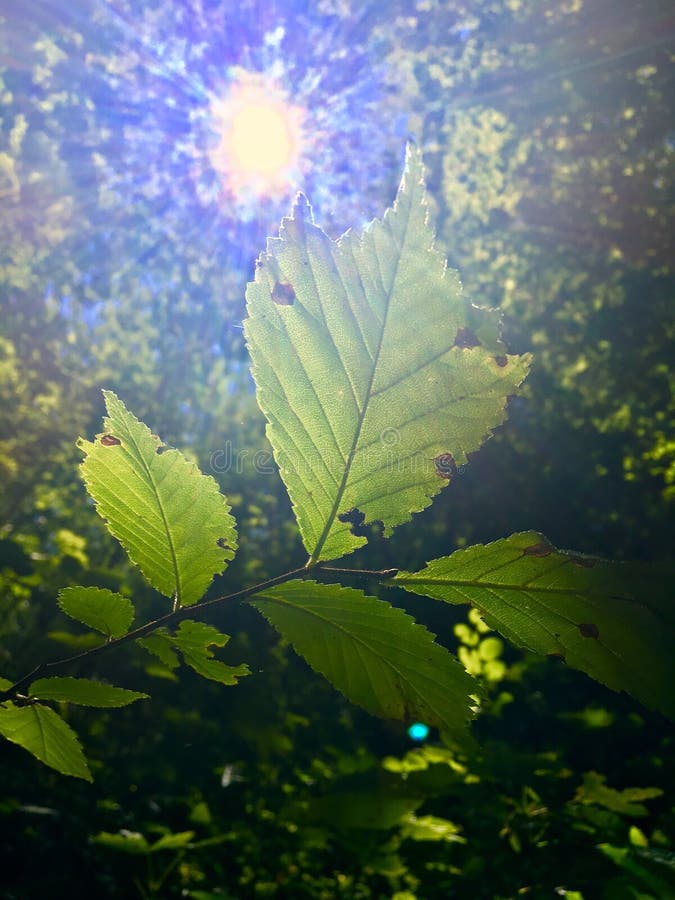 Leaf in the sun stock photo. Image of green, sport, forest - 98109048