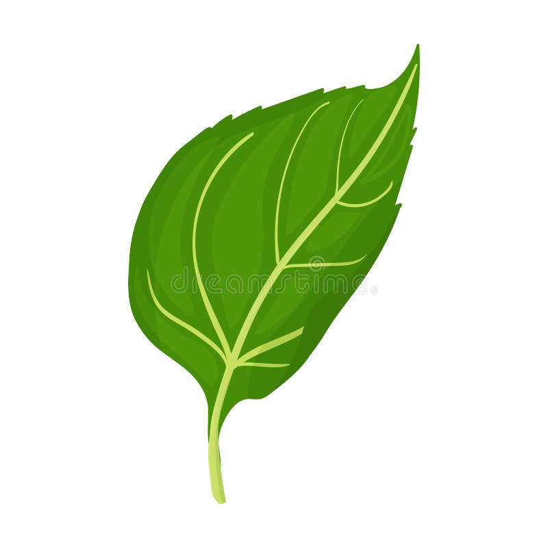 Leaf of Sunflower Vector Icon.Cartoon Vector Icon Isolated on White ...