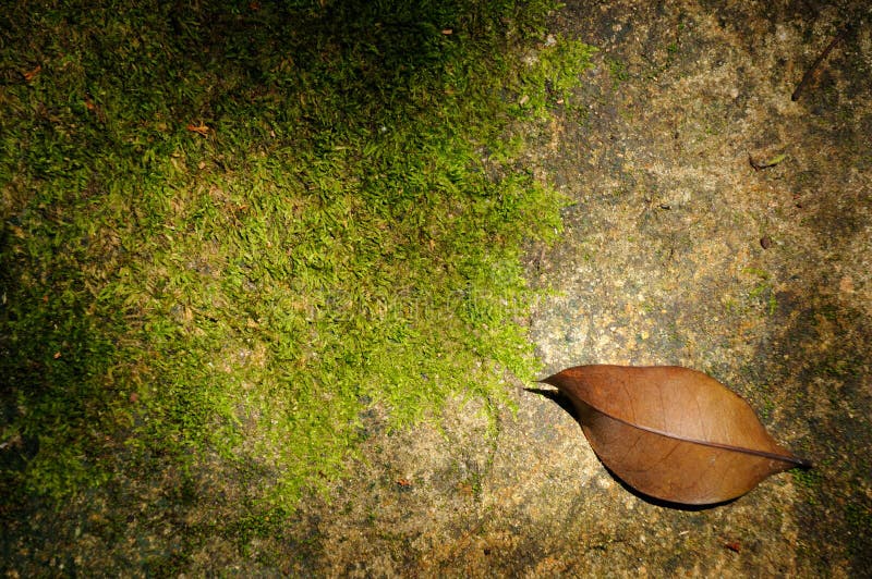 Leaf And Sunlight Picture. Image: 6134466