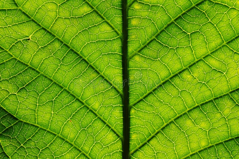 Leaf surface stock image. Image of pattern, beginning - 17020957