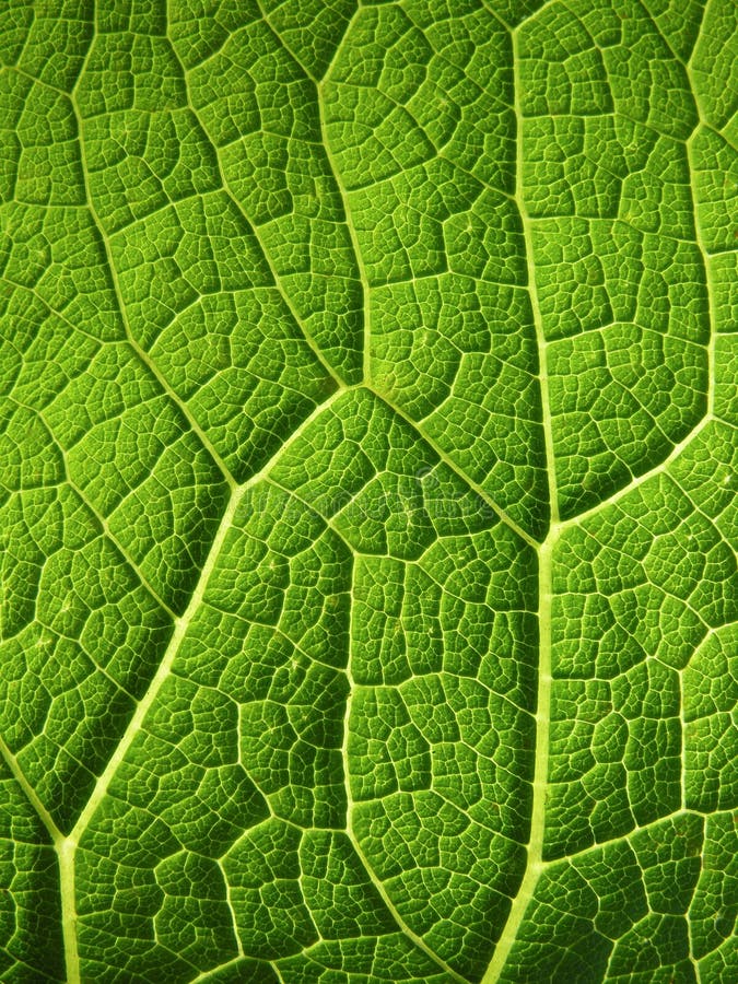 Leaf surface stock photo. Image of surface, foliage, chlorophyll - 25983472
