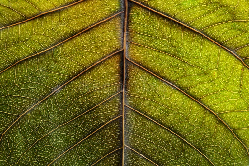 Leaf surface stock image. Image of pattern, textured - 23760497