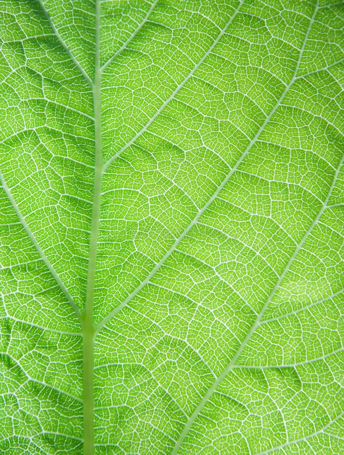 Leaf surface stock image. Image of color, nature, vein - 24250265