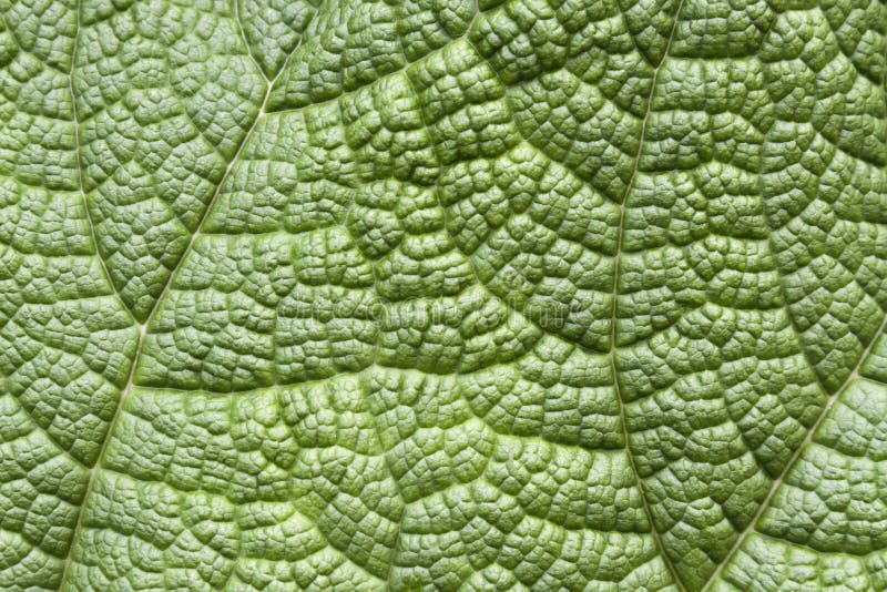Leaf surface stock photo. Image of surface, foliage, chlorophyll - 25983472