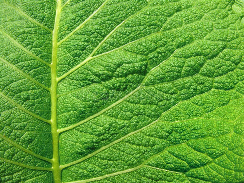 Leaf surface stock photo. Image of abstract, organic - 24433800