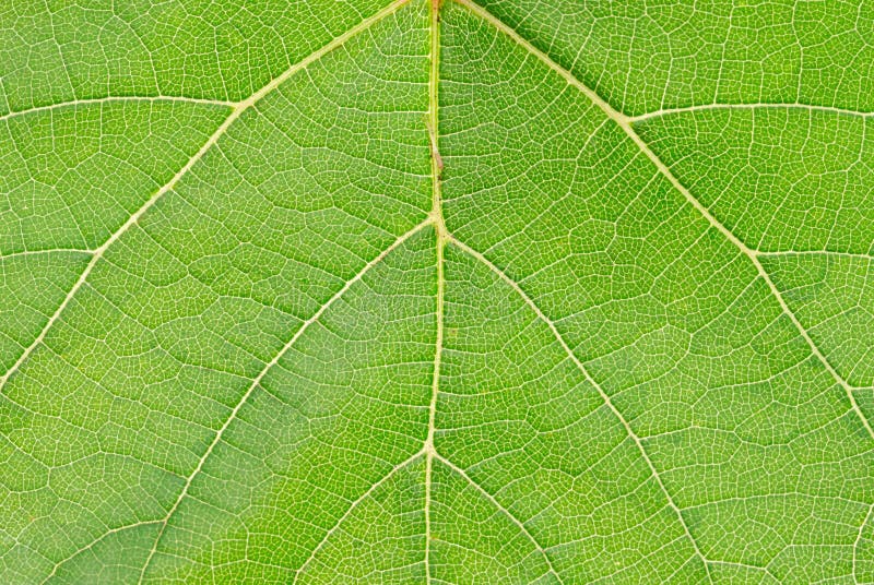 Leaf surface stock photo. Image of leaf, ornamental, forest - 6229234