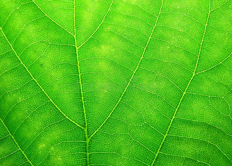 Leaf surface stock photo. Image of surface, foliage, chlorophyll - 25983472