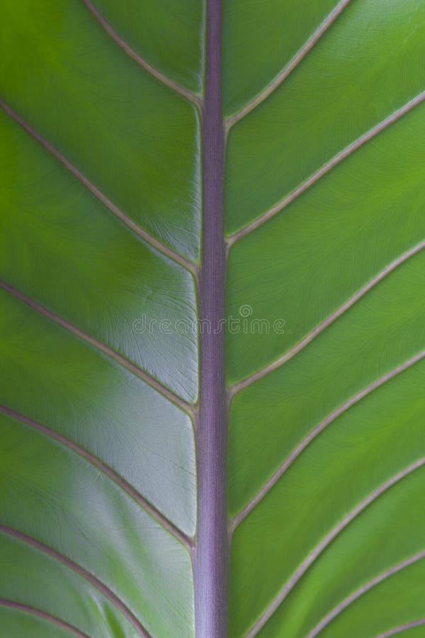 Leaf surface stock photo. Image of color, garden, green - 45287594
