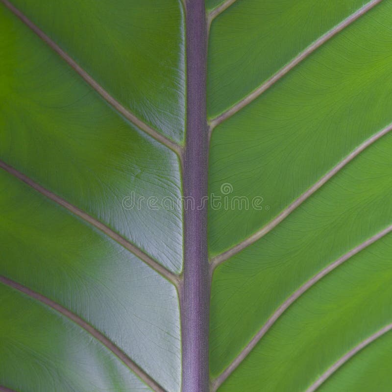 Leaf surface stock image. Image of lush, close, botany - 45478075