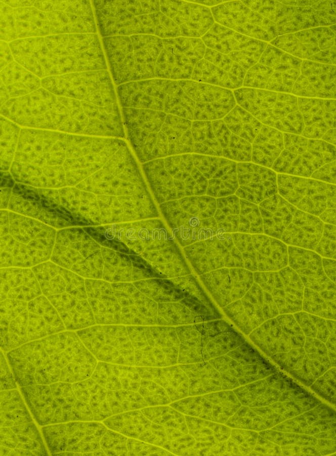 Leaf surface stock photo. Image of surface, foliage, chlorophyll - 25983472