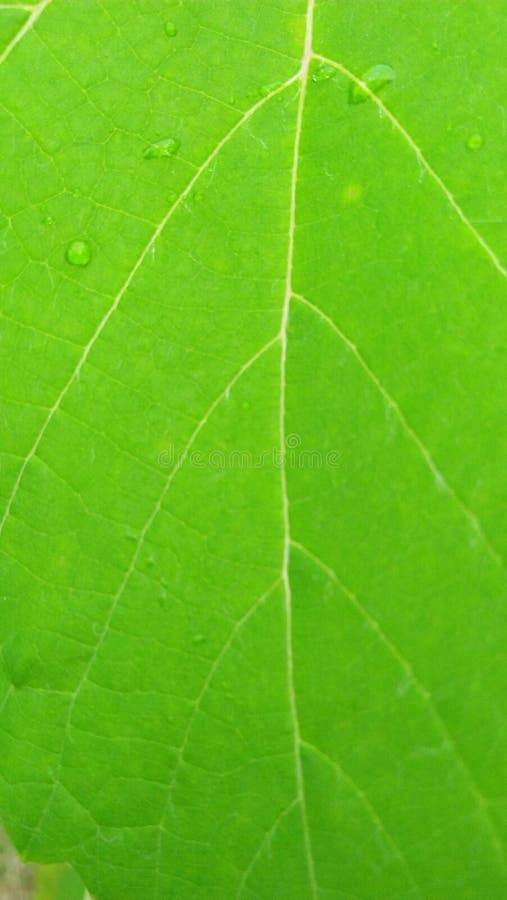 Leaf Surface in the Morning Around Stock Photo - Image of surface, food ...