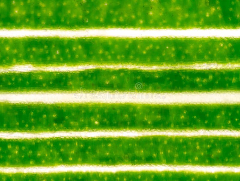 Leaf Surface Showing Plant Cells. Stock Image - Image of scientific ...