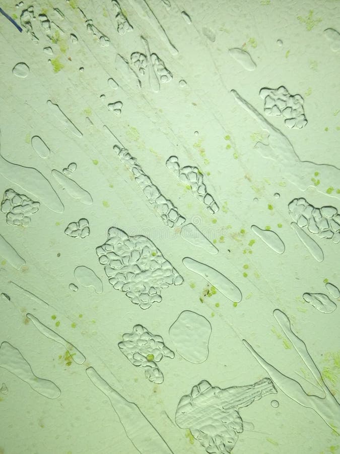 Leaf Surface Showing Plant Cells Stock Photo - Image of pattern ...