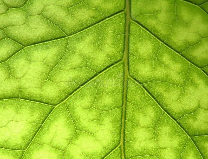 Leaf Surface Texture. Picture Image: 4483351