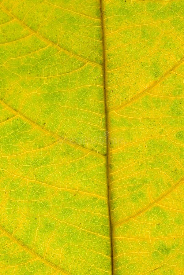 Leaf surface stock image. Image of pattern, textured - 23760497