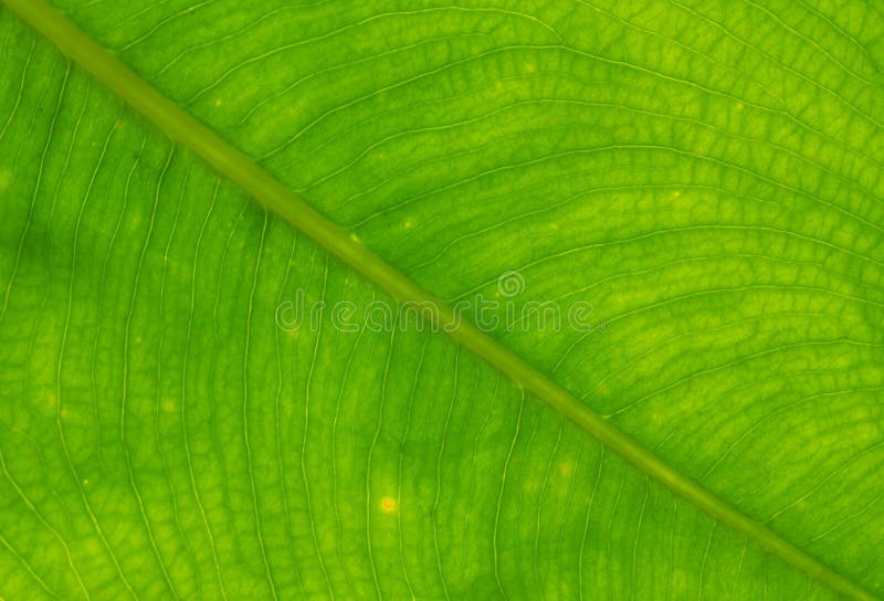 Leaf surface stock photo. Image of natural, spring, colorful - 126951544