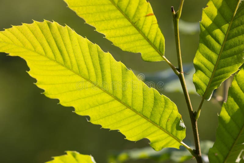 Leaf of the Sweet Chestnut Tree Stock Photo - Image of foliage, forest ...