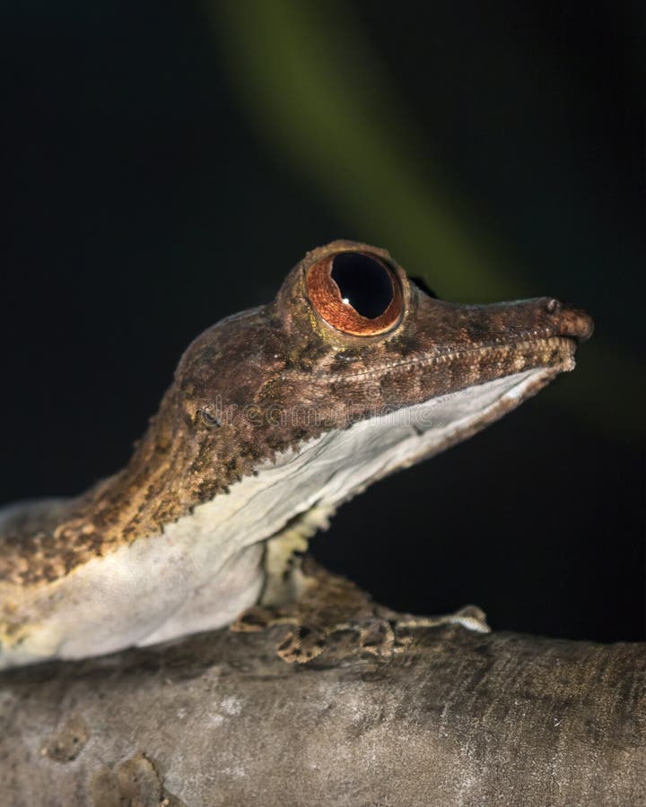 The Portrait of a Leaf-tailed Gecko Stock Photo - Image of exotic ...