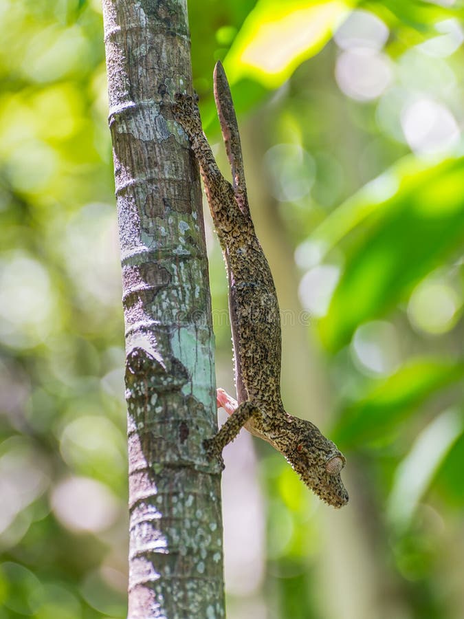 Leaf-tailed gecko stock image. Image of aggressive, animal - 70641671