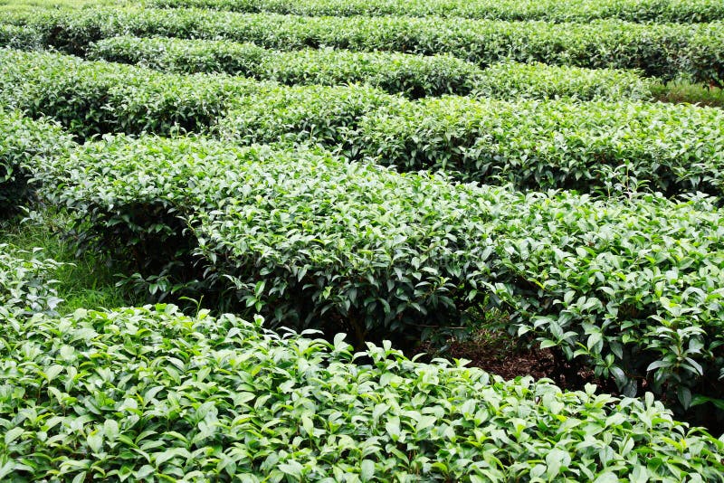 Leaf tea farm stock photo. Image of frame, agriculture - 26231228