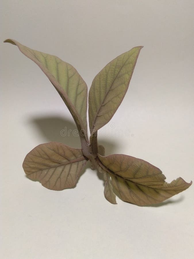 Leaf teak shoot stock photo. Image of insect, teak, pattern - 248442968