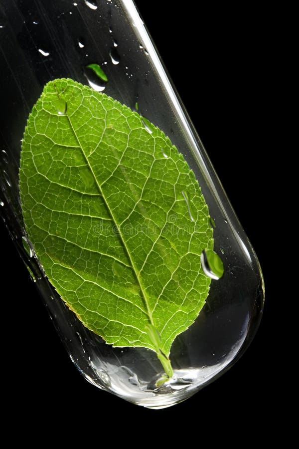 Leaf in test tube stock photo. Image of glass, branch - 32681828