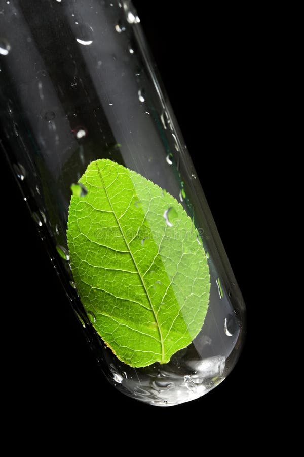 Leaf in test tube stock image. Image of education, branch - 32681813
