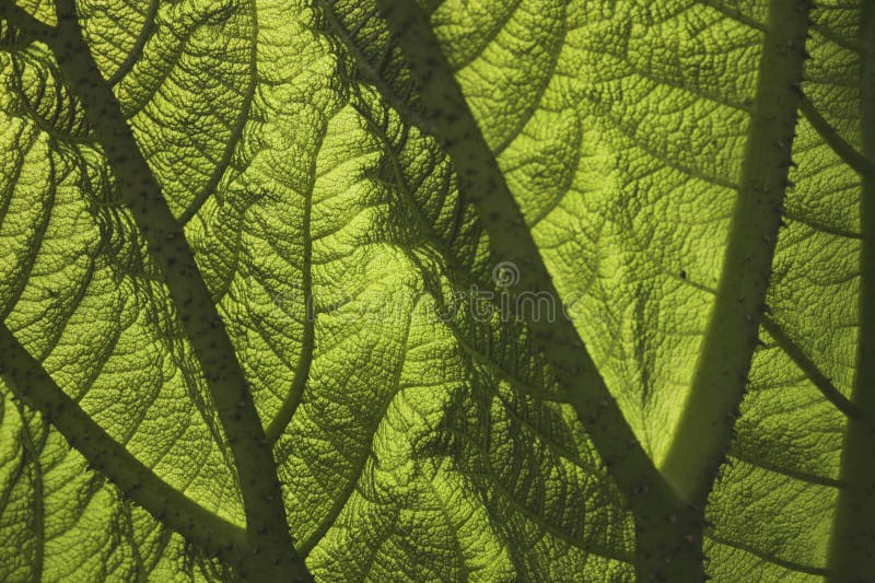 Leaf texture stock image. Image of leaf, structure, texture - 1172917