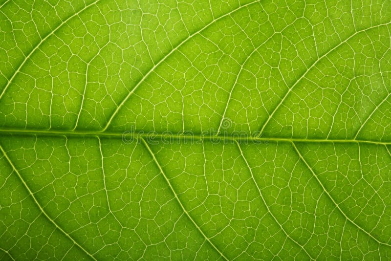 Fresh tree leaf texture stock image. Image of flora, closeup - 14242731