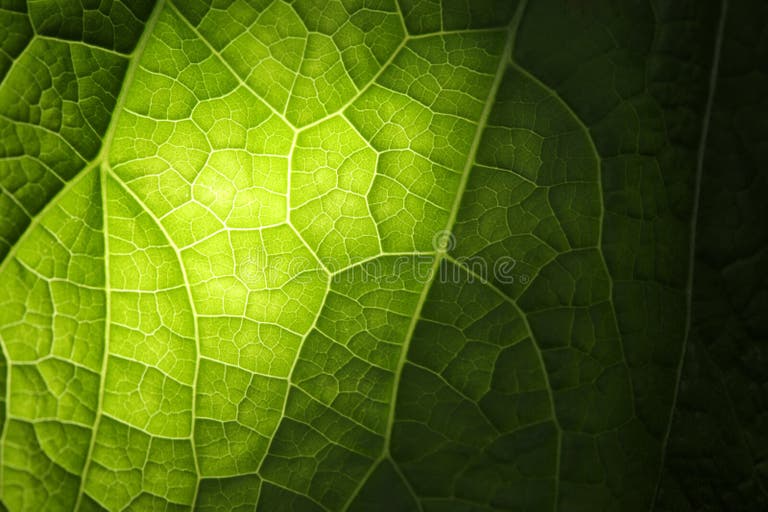 1,168 Backlit Leaf Veins Macro Texture Stock Photos - Free & Royalty ...