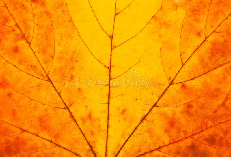 Leaf Texture stock image. Image of bunch, season, pattern - 16596231