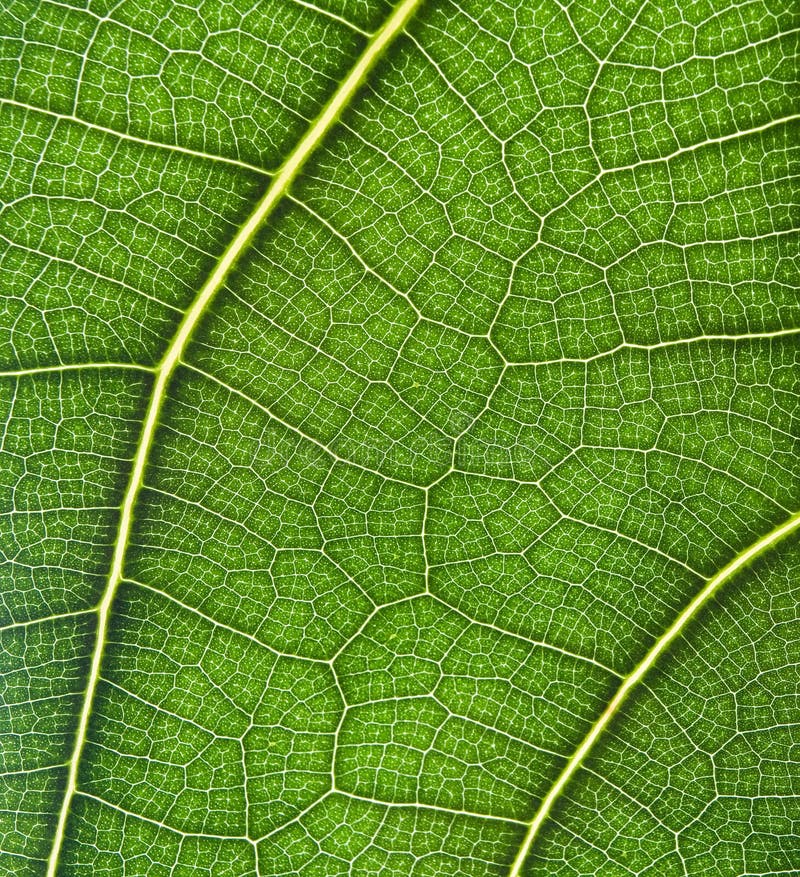 Leaf texture stock photo. Image of asymmetry, flora, background - 20483024