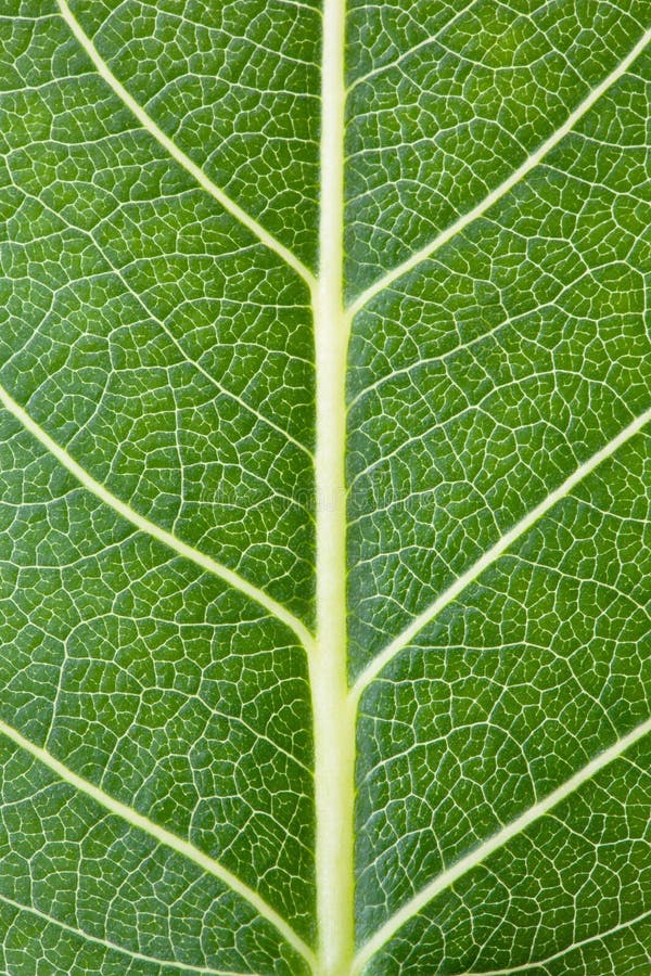 Leaf texture. stock photo. Image of frame, green, leaf - 25201408
