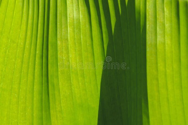 Green Leaf Texture, Close-up. Green Natural Background. Plants. Macro ...