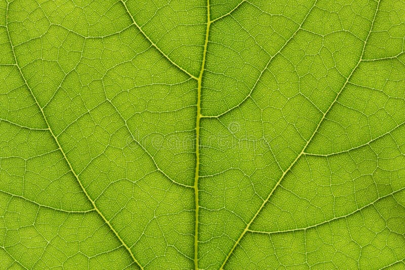 Leaf texture stock photo. Image of grow, life, green - 26164574