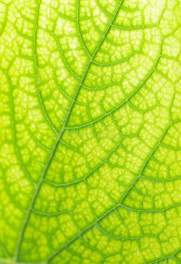 Leaf texture stock image. Image of close, line, floral - 2899521